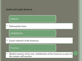 MUSCLES OF UPPER LIMB anatomy for finals.pptx