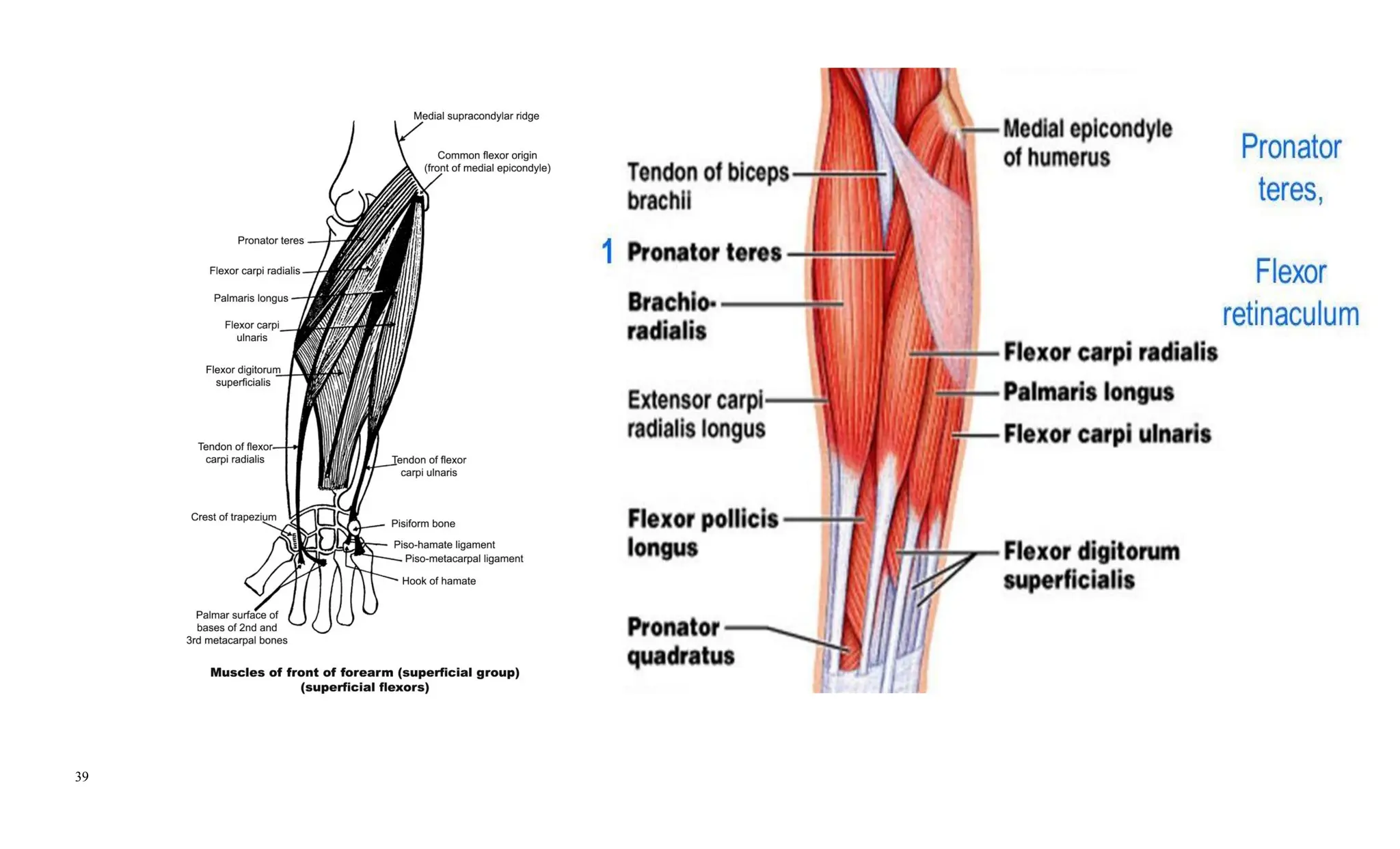Muscles of Upper Limb Anatomy ken aaaaaaaaaaaaaaaaaaaaaaaaaaa | PPT