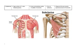 Muscles of Upper Limb Anatomy ken aaaaaaaaaaaaaaaaaaaaaaaaaaa | PDF