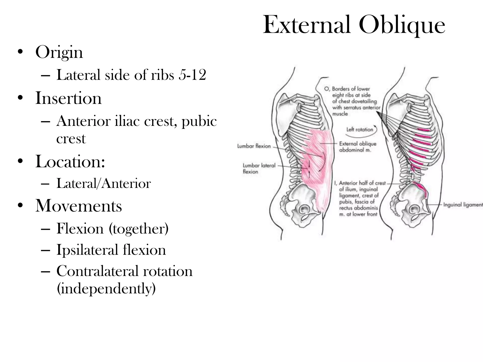 Muscles of ventilation | PPTX