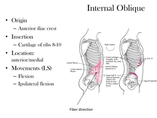 Muscles of ventilation | PPTX