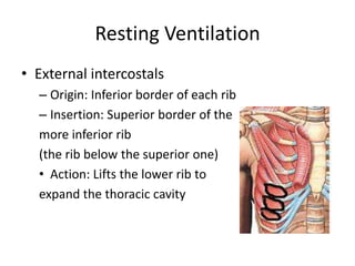 Muscles of ventilation | PPTX