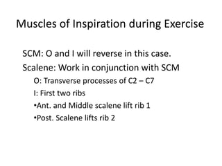 Muscles of ventilation | PPTX