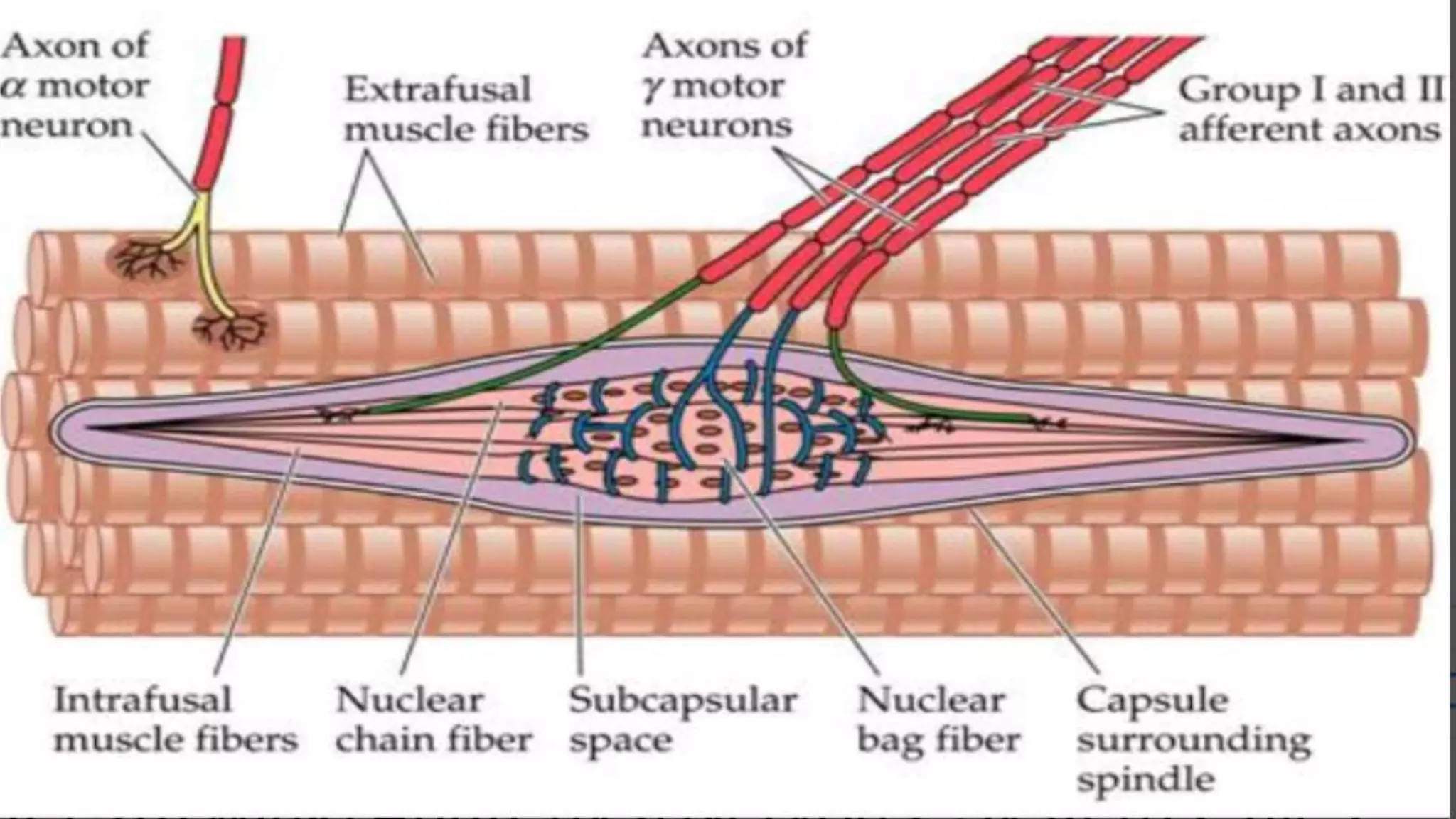 Muscle spindle & Golgi tendon organ | PPTX