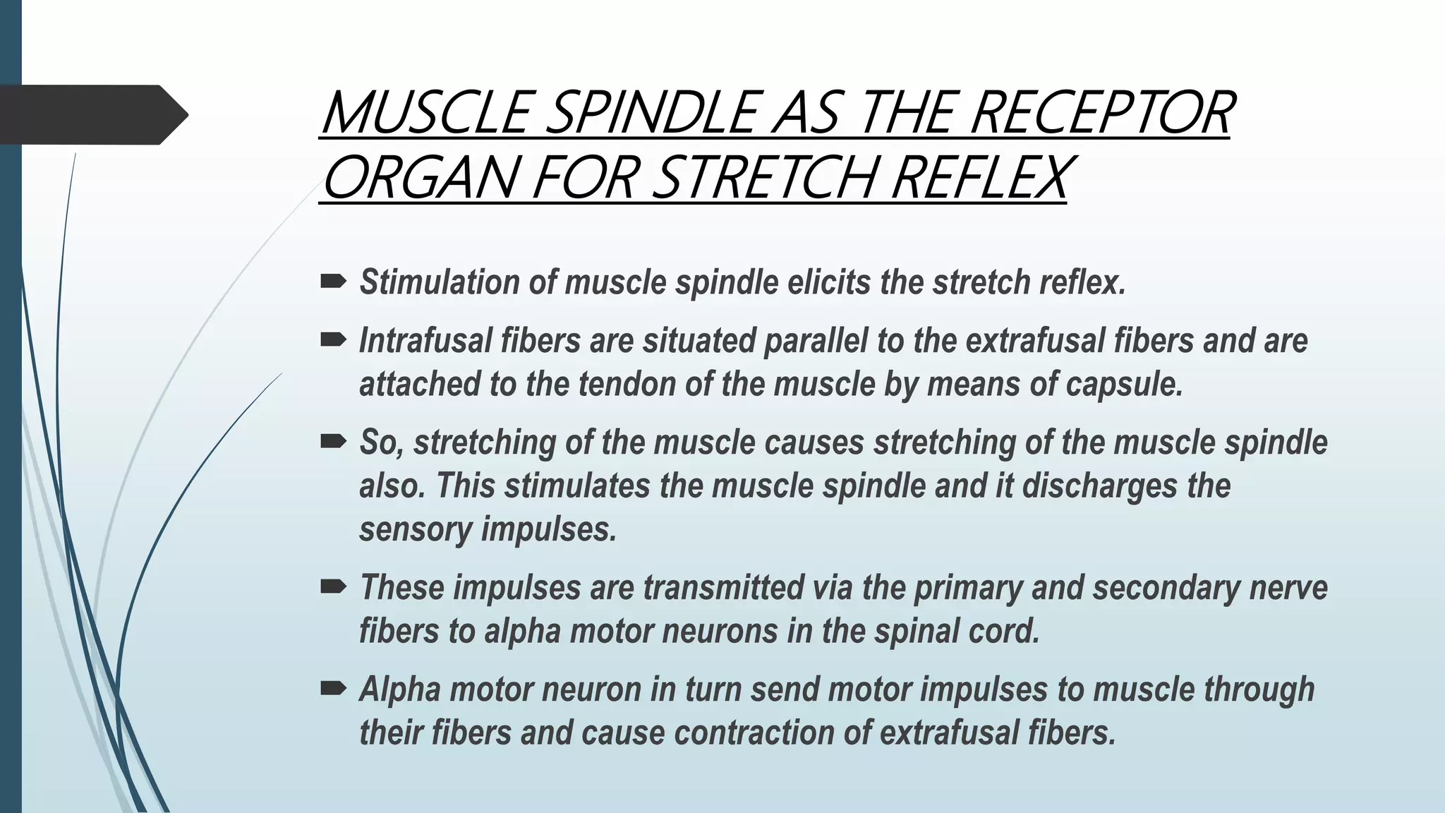 Muscle spindle & Golgi tendon organ | PPTX