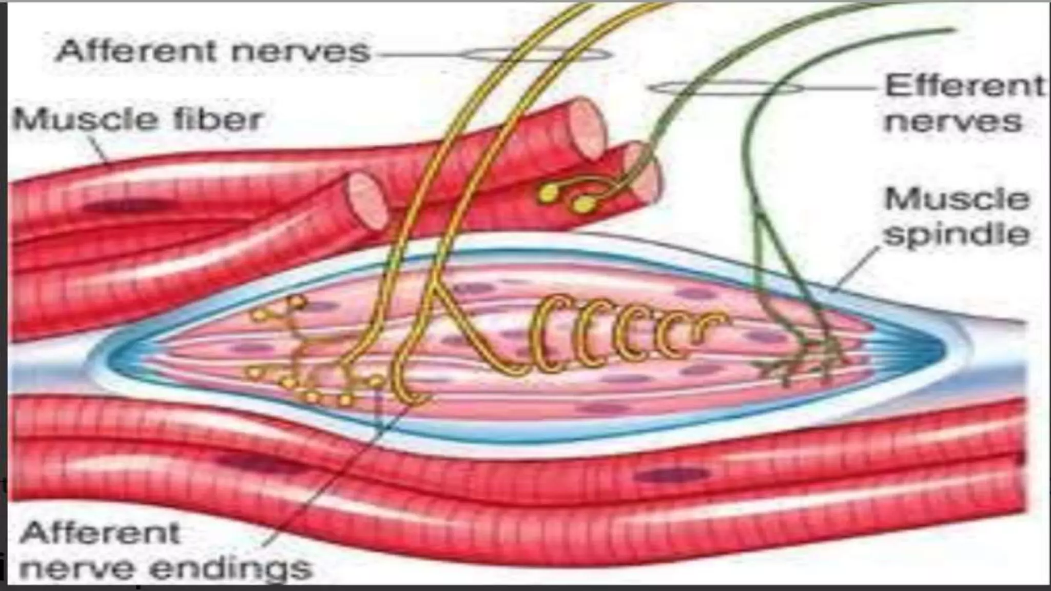 Muscle spindle & Golgi tendon organ | PPTX