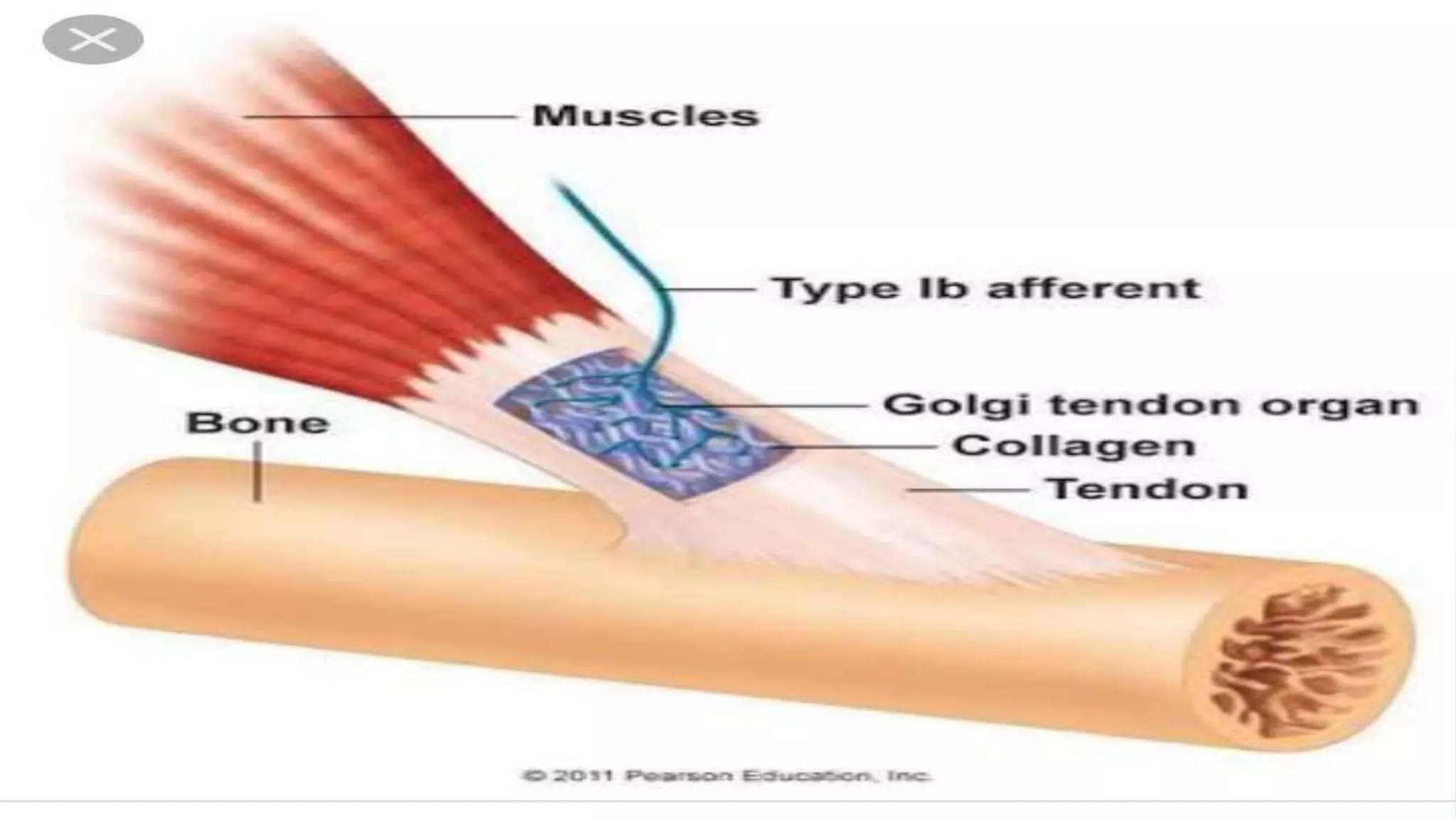 Muscle spindle & Golgi tendon organ | PPTX
