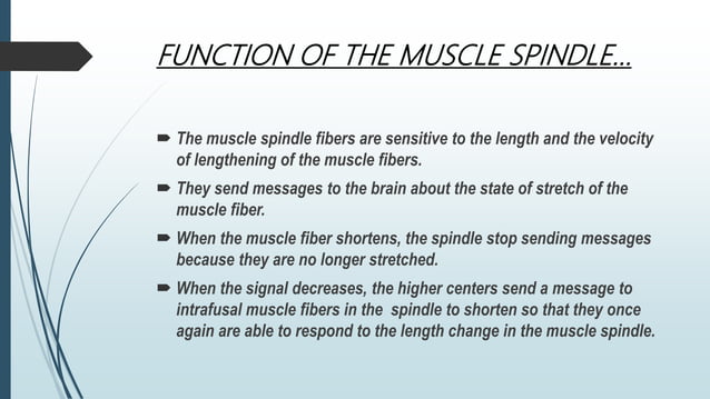 Muscle spindle & Golgi tendon organ | PPTX