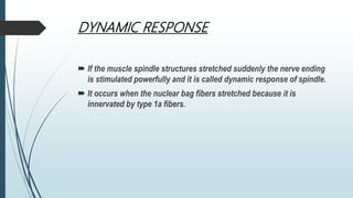 Muscle spindle & Golgi tendon organ | PPTX