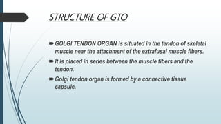 Muscle spindle & Golgi tendon organ | PPTX