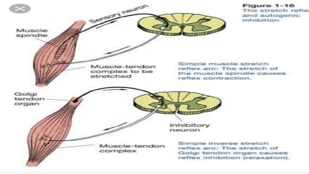 Muscle spindle & Golgi tendon organ | PPTX