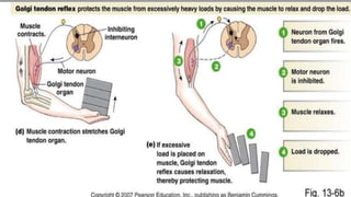 Muscle spindle & Golgi tendon organ | PPTX