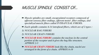 Muscle spindle & Golgi tendon organ | PPTX