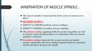 Muscle spindle & Golgi tendon organ | PPTX