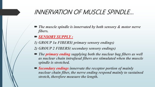 Muscle spindle & Golgi tendon organ | PPTX