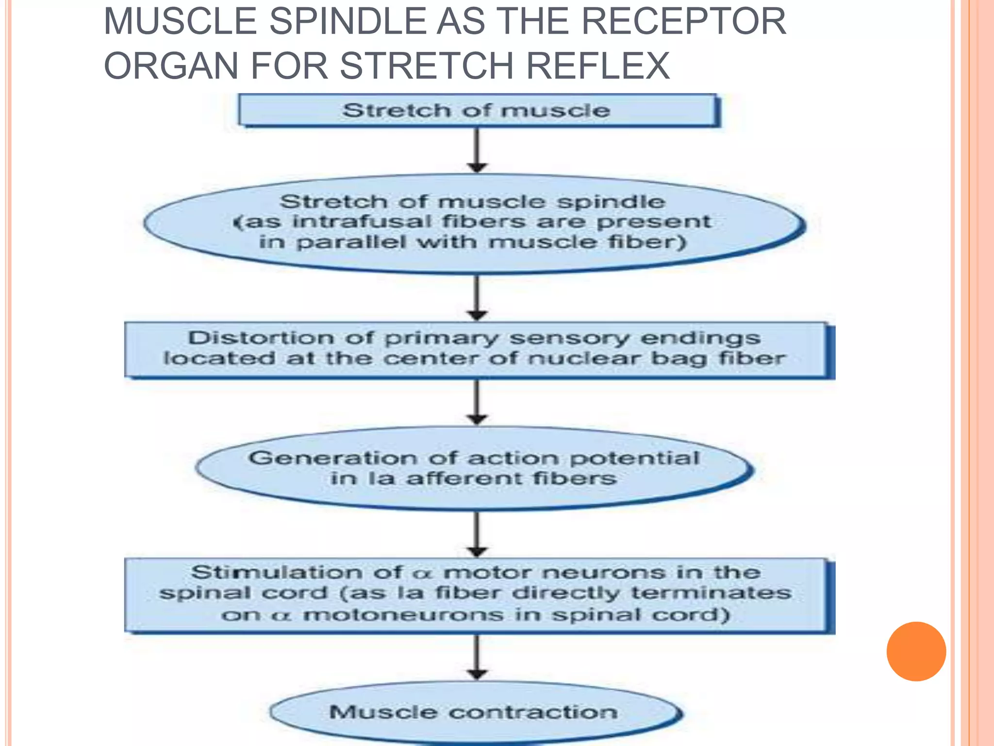 Muscle Spindle.pptx