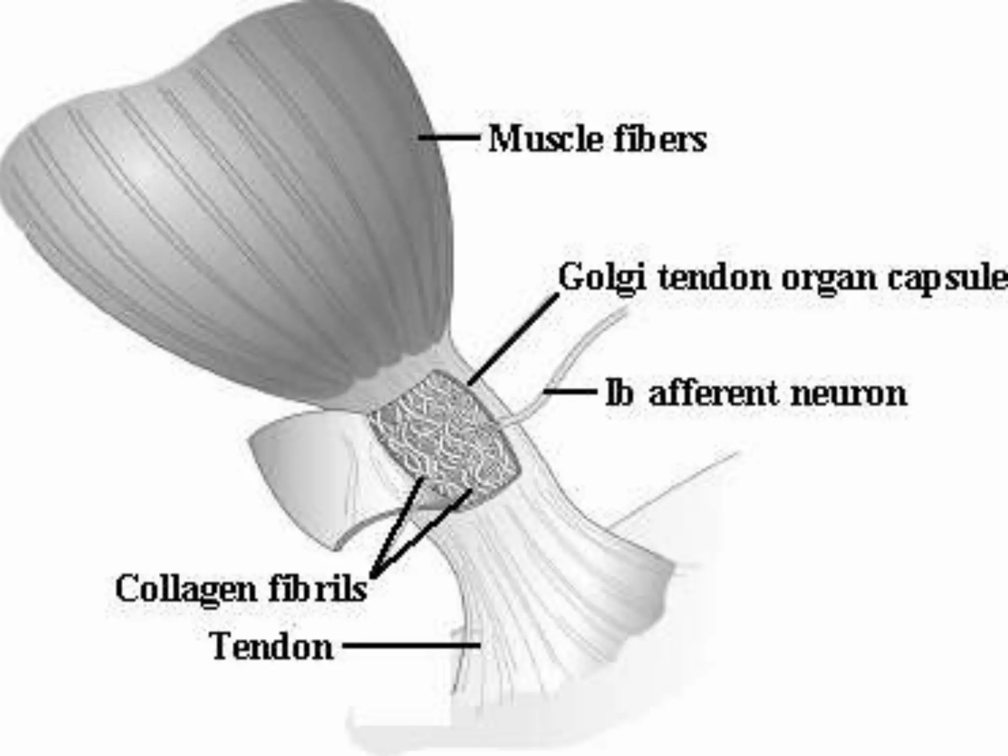 Muscle Spindle.pptx