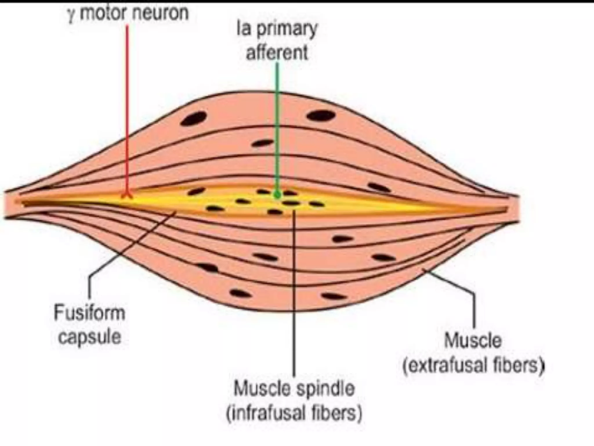 Muscle Spindle.pptx