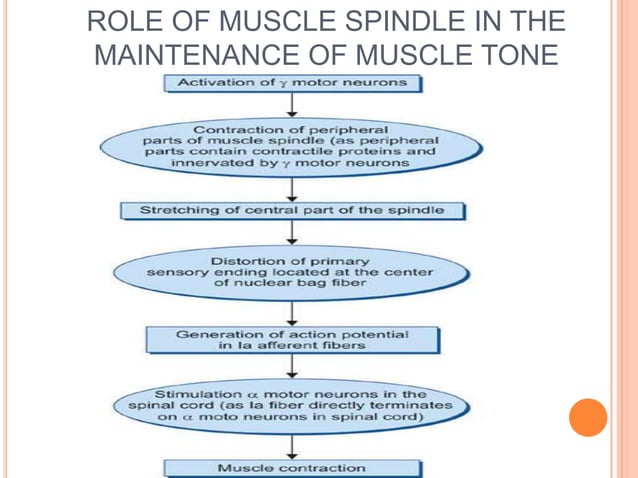Muscle Spindle.pptx