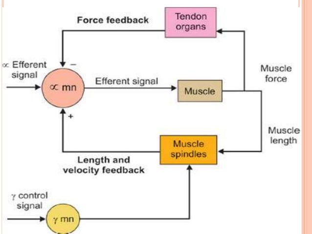Muscle Spindle.pptx
