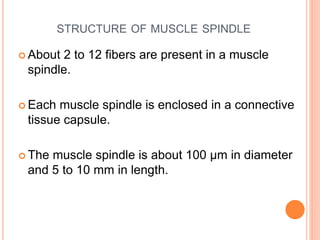 Muscle Spindle.pptx