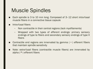 muscle spindle and golgi tendon.pxcvbnbvcxcvbnm,nbvcptx | PPTX