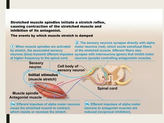 muscle spindle and golgi tendon.pxcvbnbvcxcvbnm,nbvcptx | PPTX