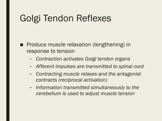 muscle spindle and golgi tendon.pxcvbnbvcxcvbnm,nbvcptx | PPTX