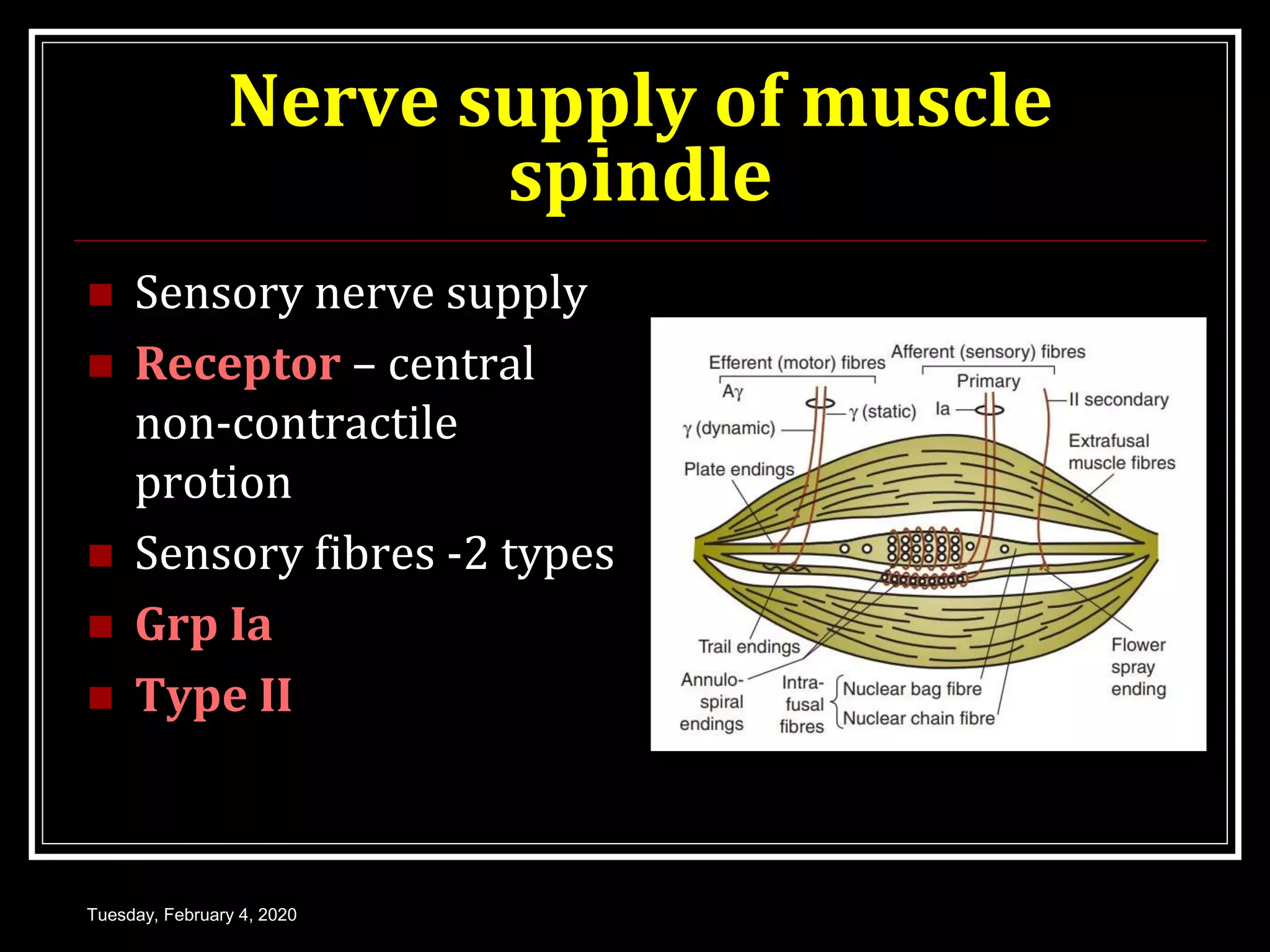 Muscle spindle and reflex activity | PPT