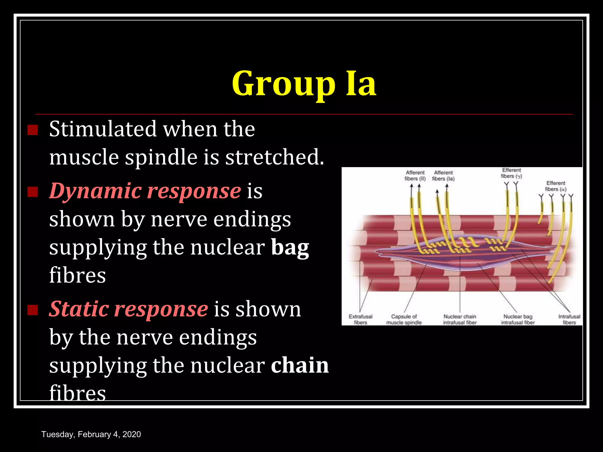Muscle spindle and reflex activity | PPT