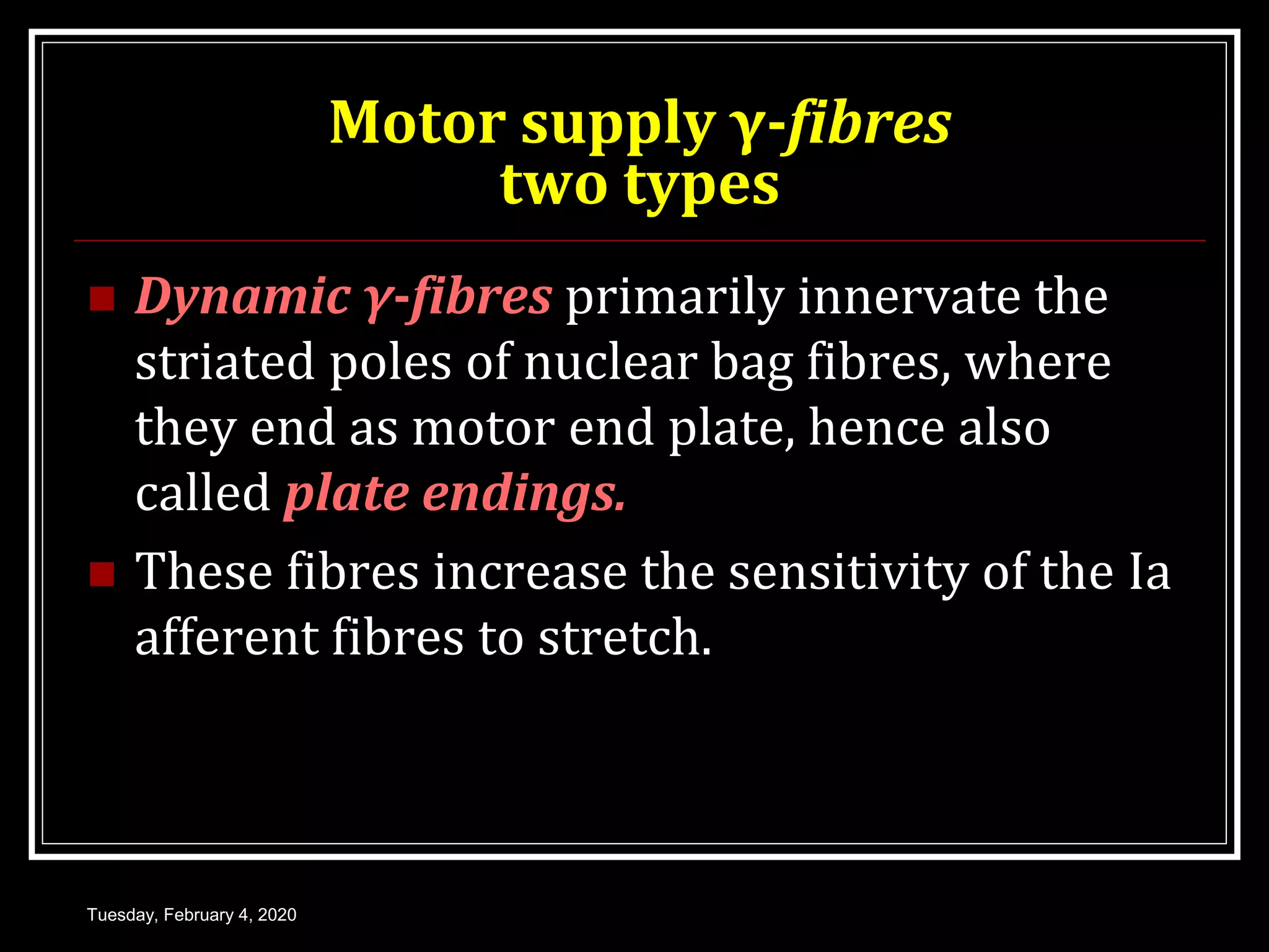 Muscle spindle and reflex activity | PPT