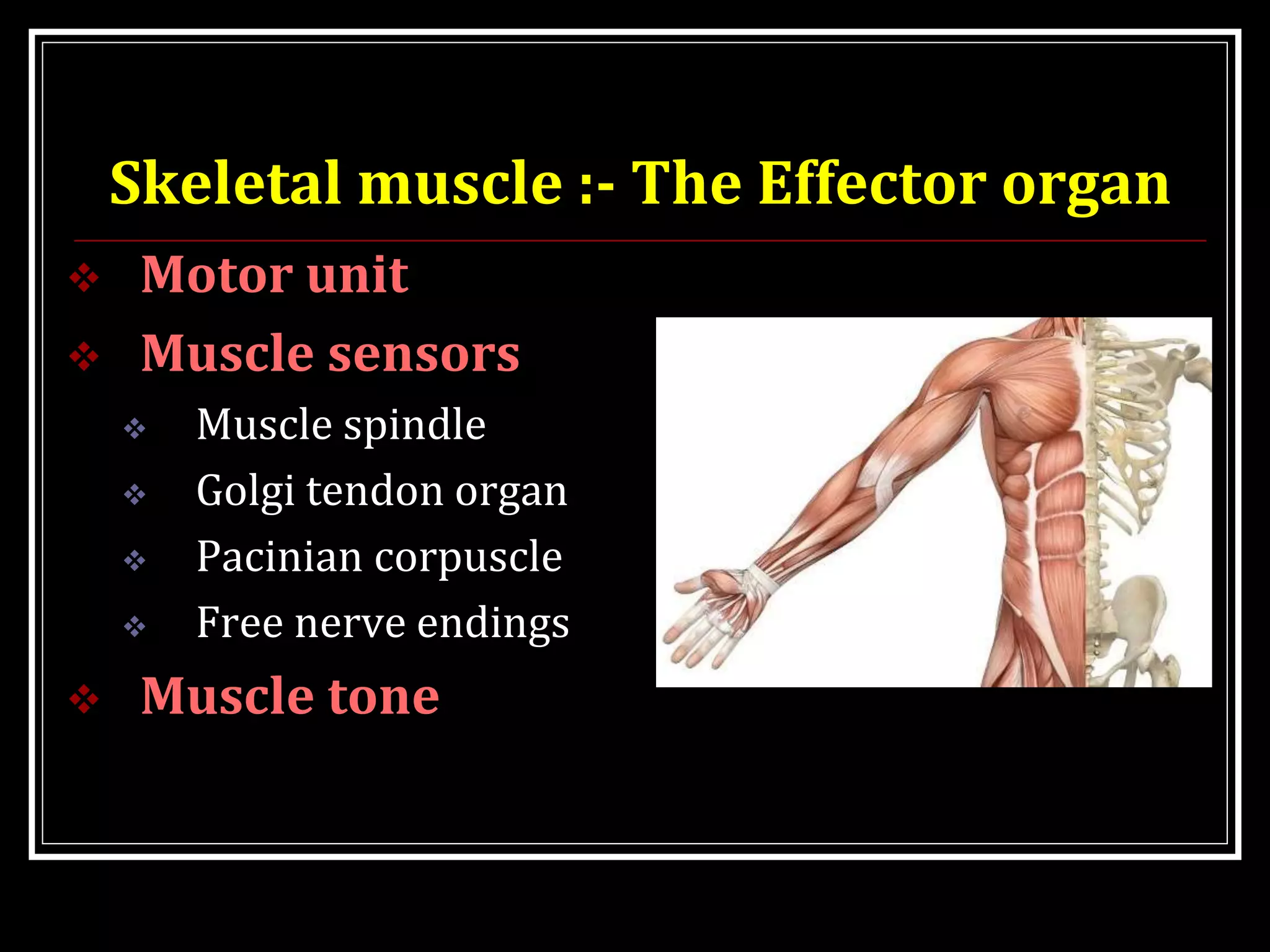 Muscle spindle and reflex activity | PPT