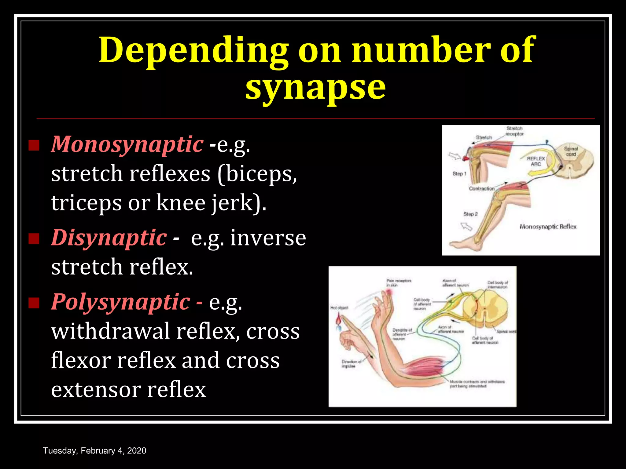 Muscle spindle and reflex activity | PPT
