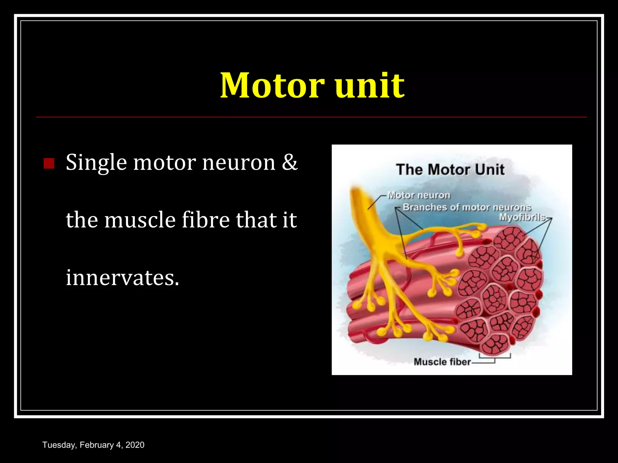 Muscle spindle and reflex activity | PPT