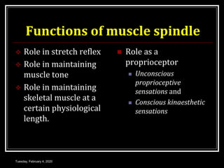 Muscle spindle and reflex activity | PPT