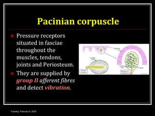 Muscle spindle and reflex activity | PPT