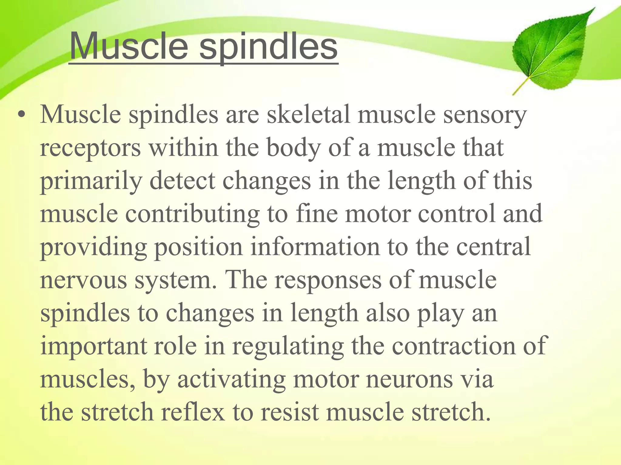 Muscle spindle & muscle c tone | PPTX