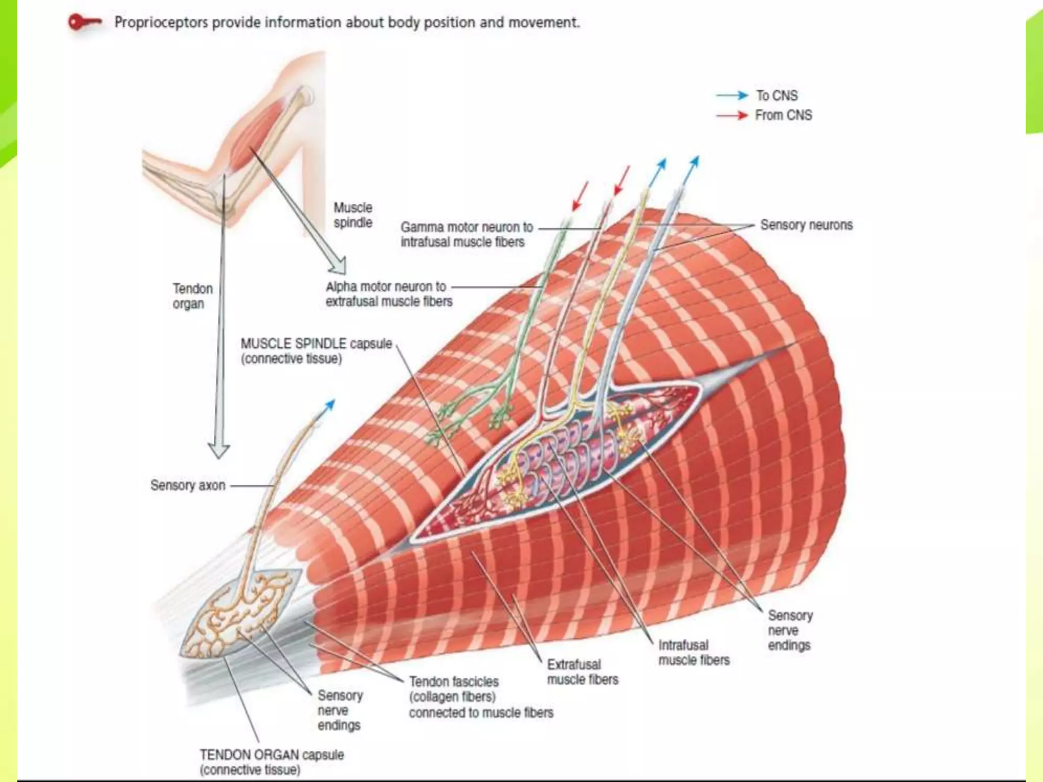 Muscle spindle & muscle c tone | PPTX
