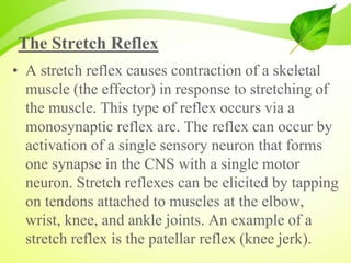 Muscle spindle & muscle c tone | PPTX