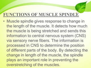 Muscle spindle & muscle c tone | PPTX