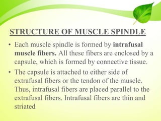 Muscle spindle & muscle c tone | PPTX