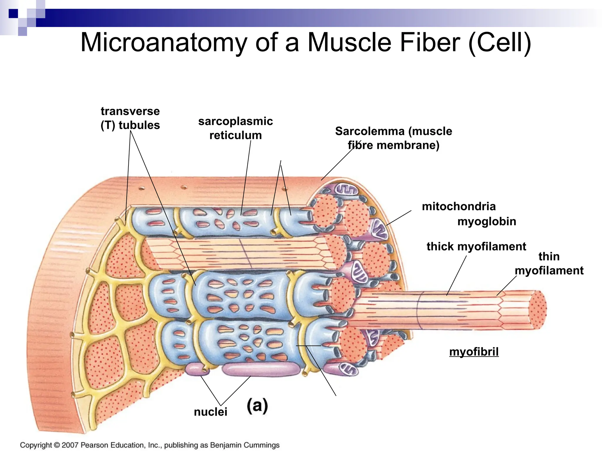 MUSCLES_POWERPOINT-it is explaining on the naming of the muscle and ...