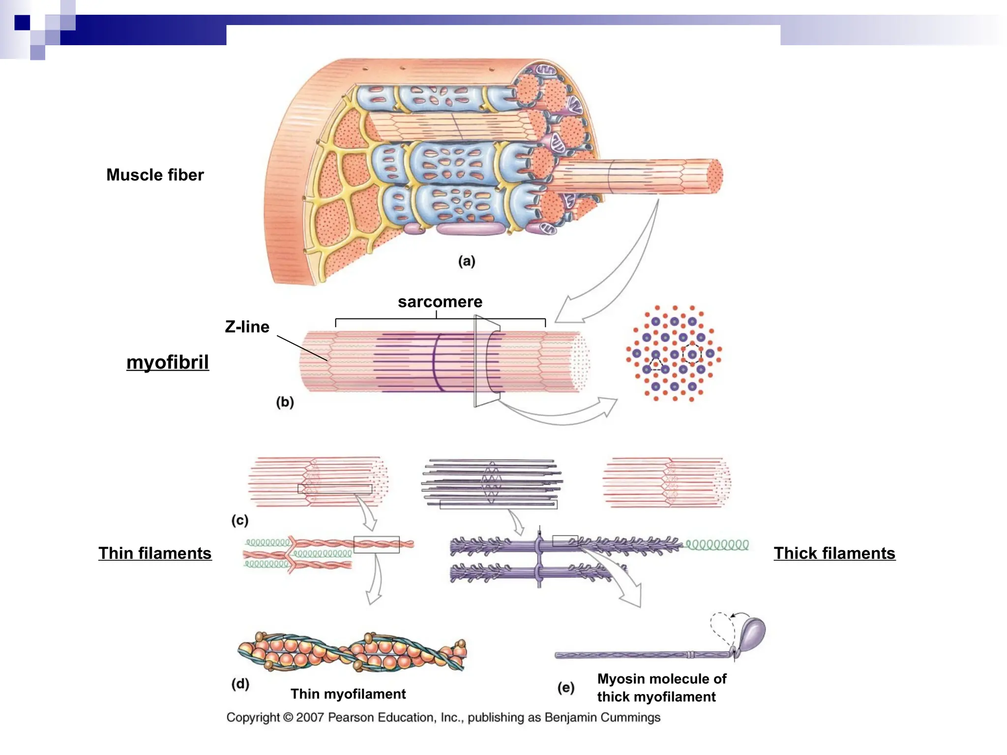 MUSCLES_POWERPOINT-it is explaining on the naming of the muscle and ...