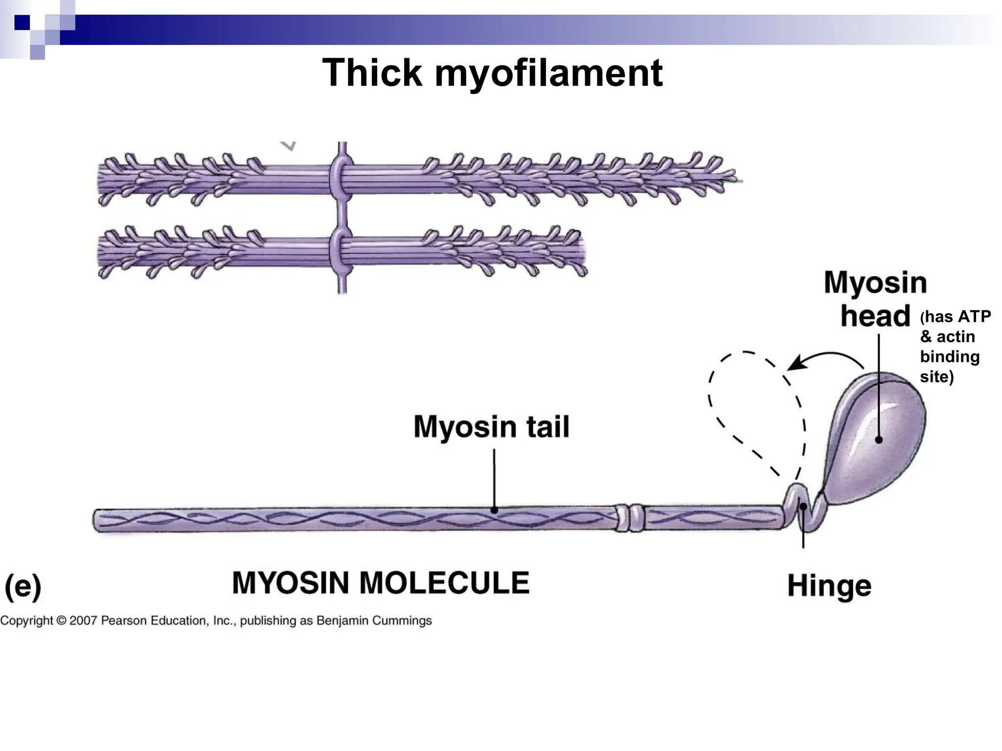 MUSCLES_POWERPOINT-it is explaining on the naming of the muscle and ...
