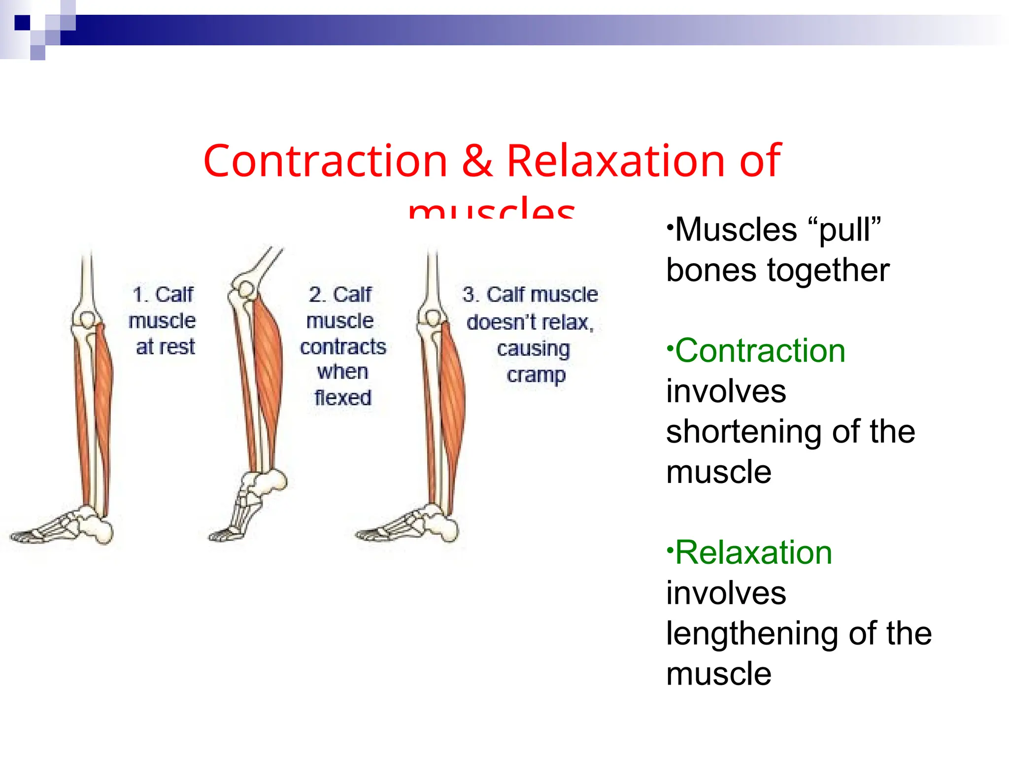 MUSCLES_POWERPOINT-it is explaining on the naming of the muscle and ...