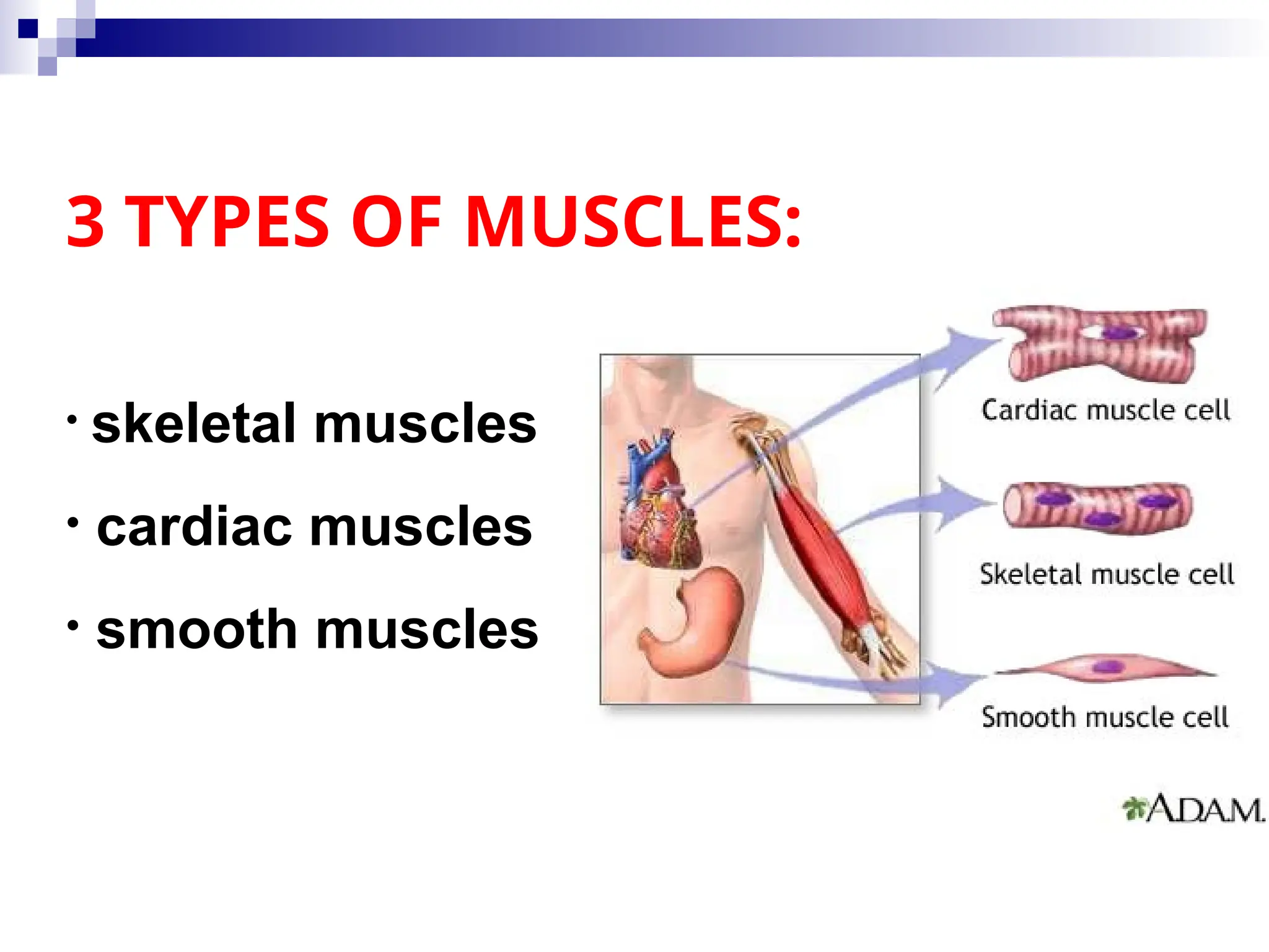 MUSCLES_POWERPOINT-it is explaining on the naming of the muscle and ...
