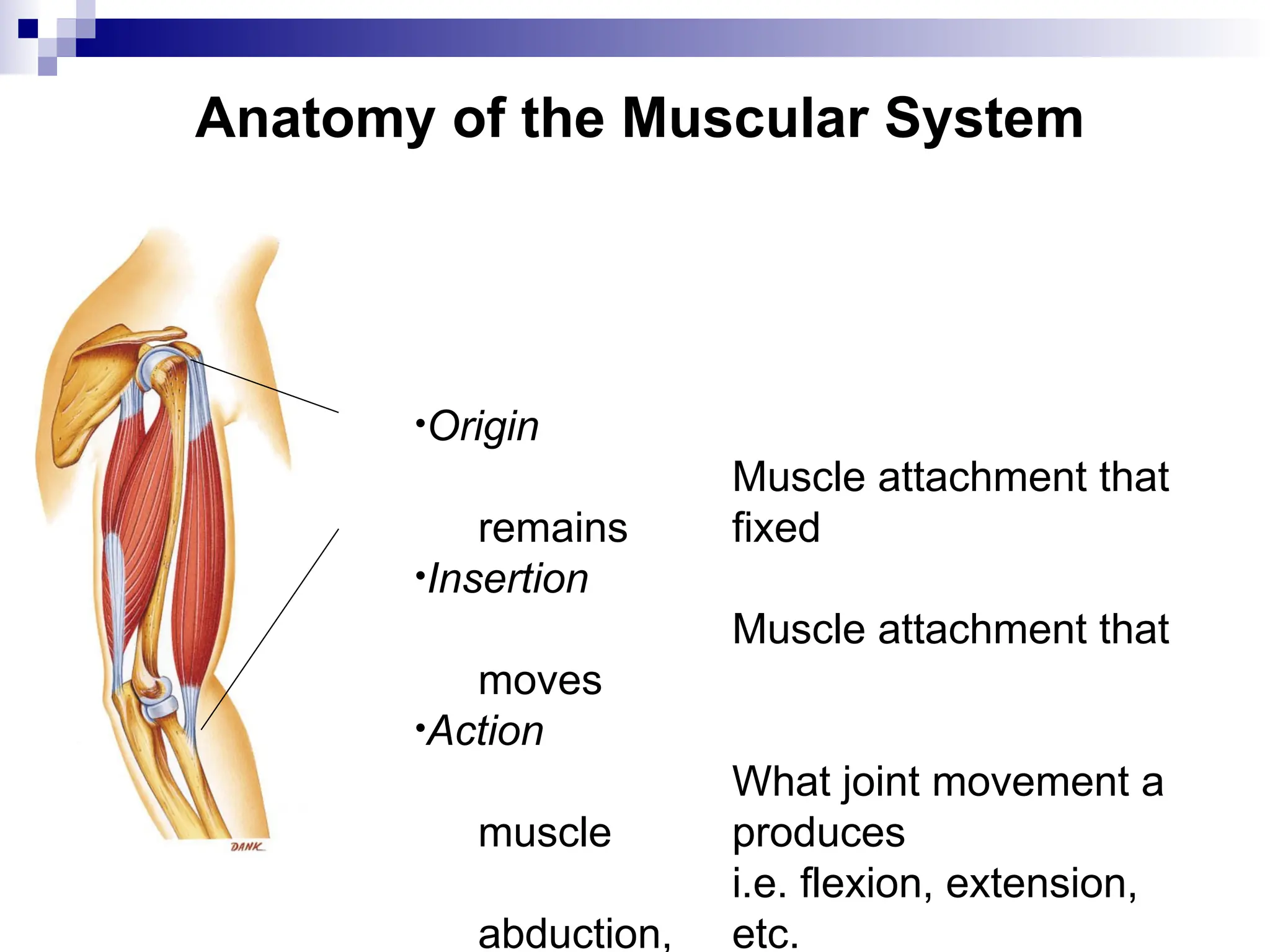 MUSCLES_POWERPOINT-it is explaining on the naming of the muscle and ...
