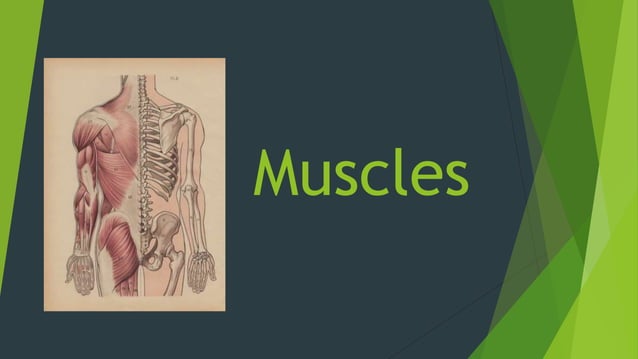 Muscles(Voluntary and Involuntary) | PPTX