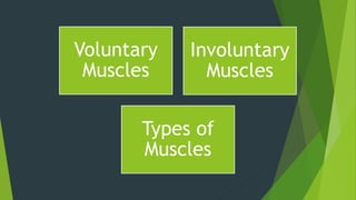 Muscles(Voluntary and Involuntary) | PPTX
