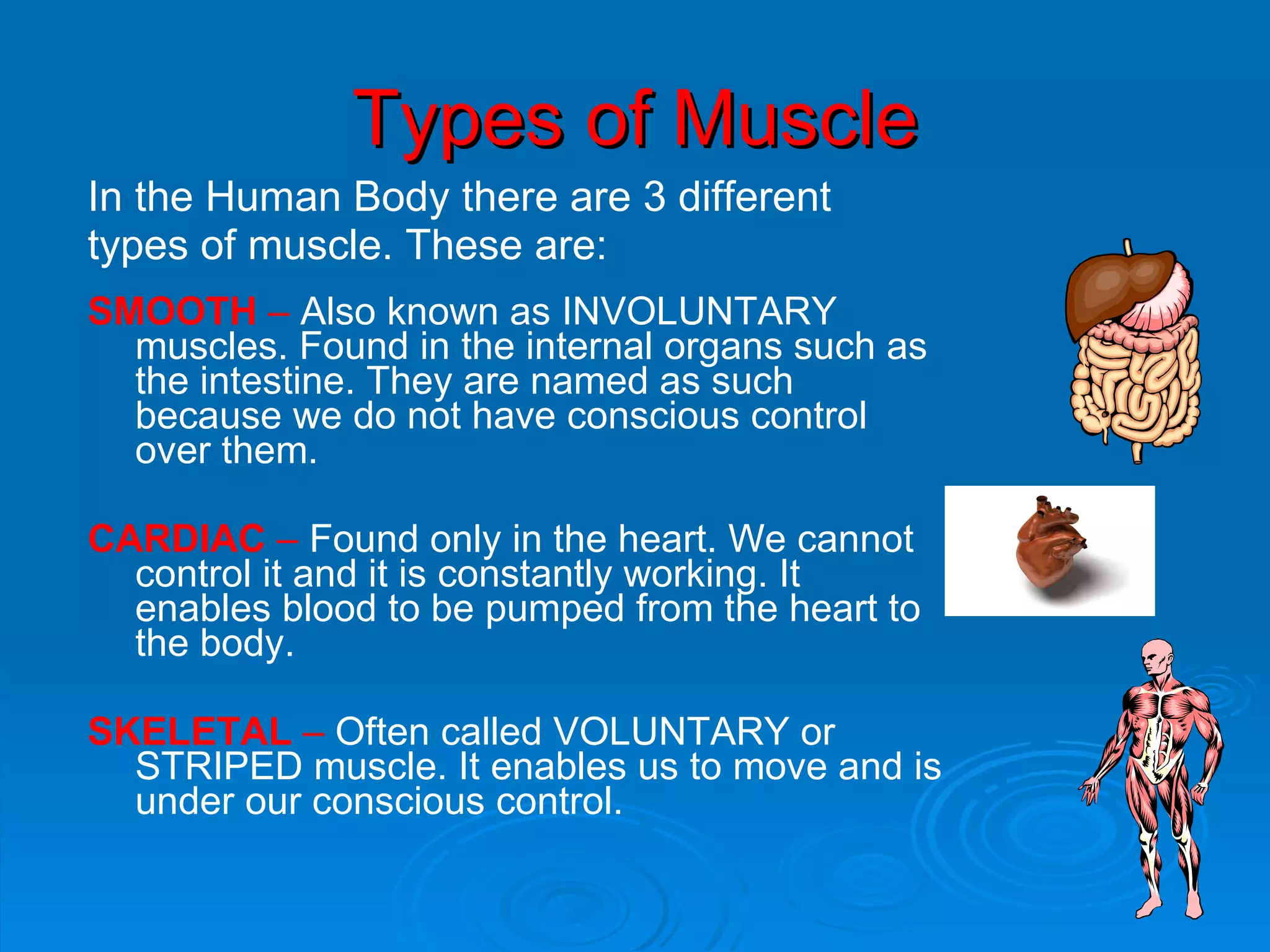 Muscles ppt aw | PPT